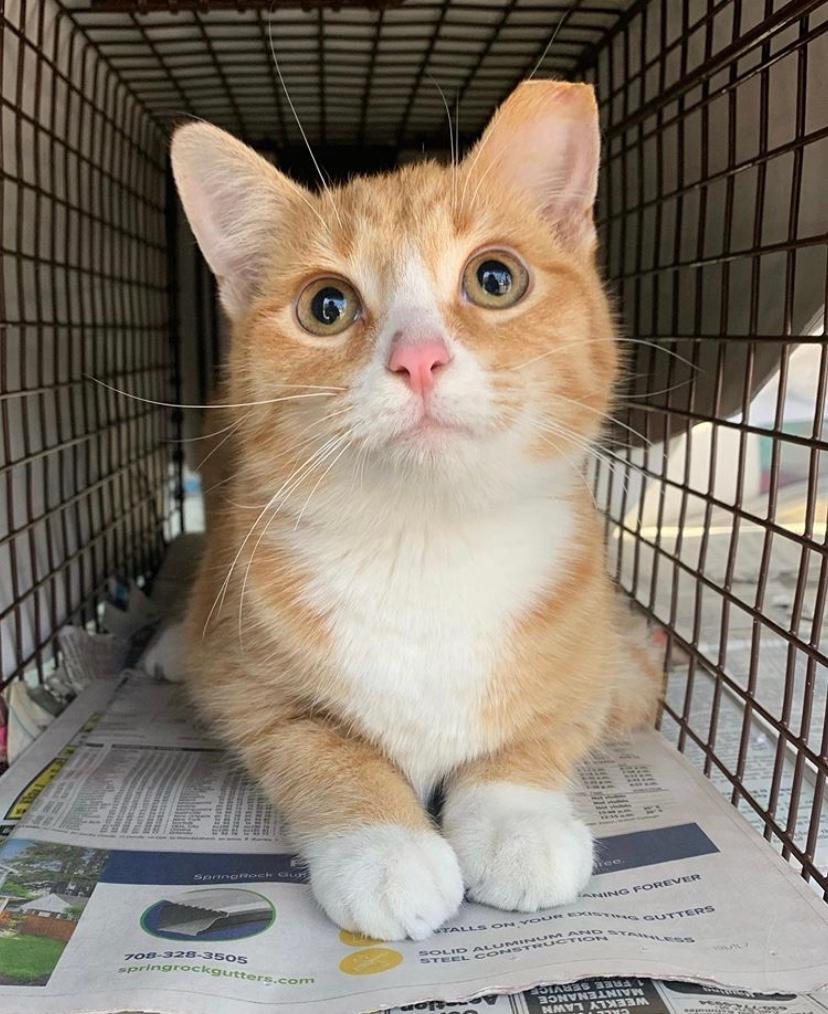 Trap-Neuter-Return (TNR) Program